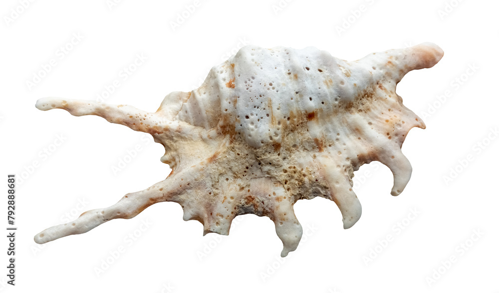 seashell, isolated image on transparent background Stock Photo | Adobe ...
