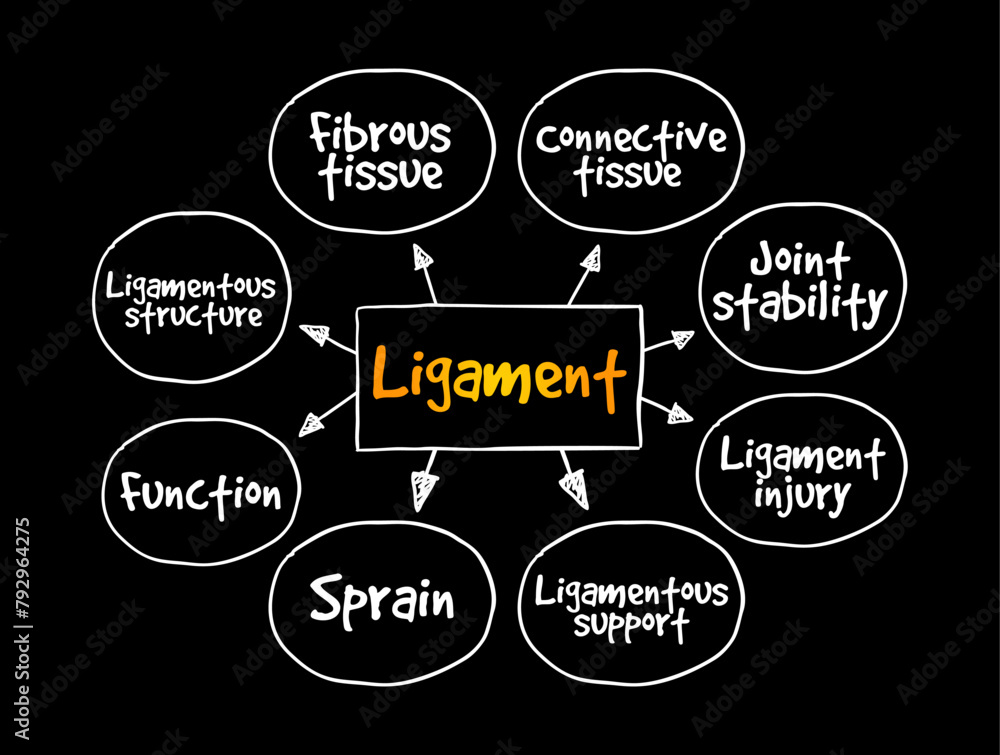 Ligament is a fibrous connective tissue that attaches bone to bone ...