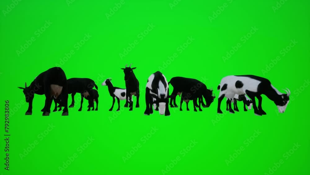 3D animation of a herd of black and white goats three back angles to ...