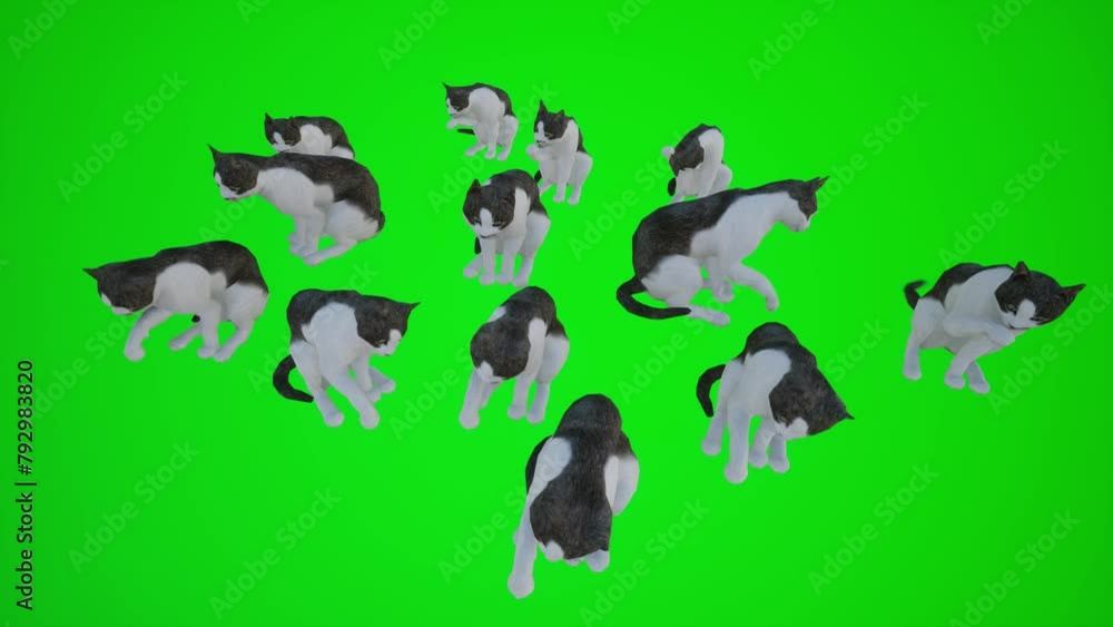 3D animation of a gathering of black and white cats three high angles ...