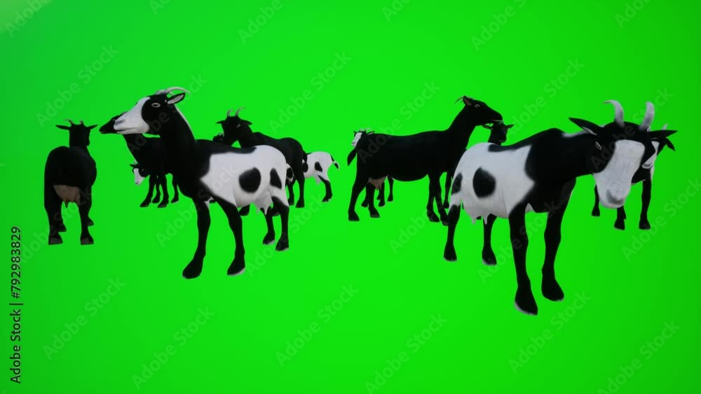 3D animation of a herd of black and white goats from three side angles ...