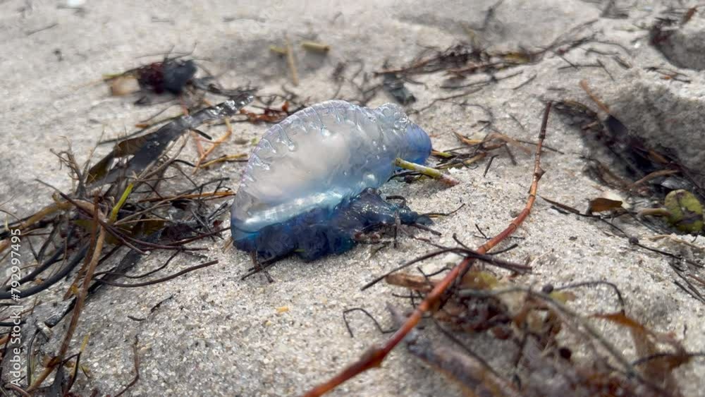 Portuguese man o' war (Physalia physalis), also known as the man-of-war ...