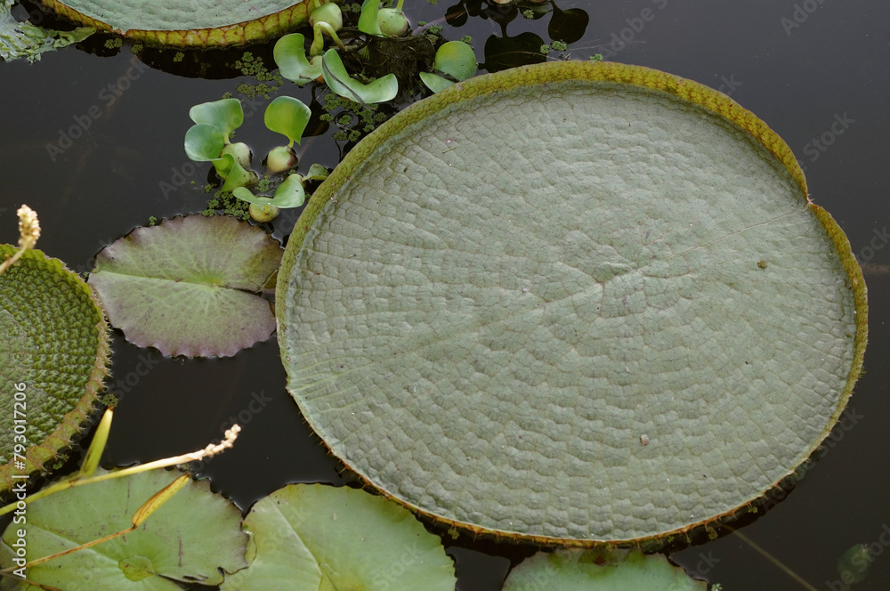 Aquatic plants. Closeup view of Victoria cruziana, also known as Irupe ...