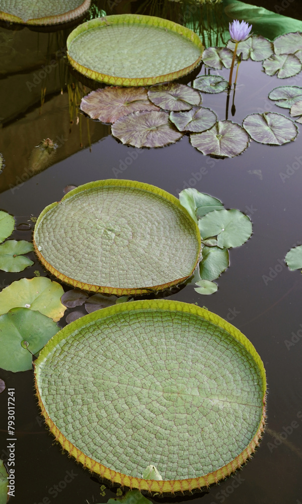 Aquatic plants. Closeup view of Victoria cruziana, also known as Irupe ...