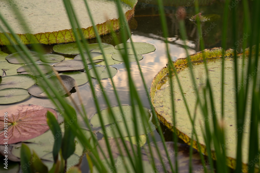 Aquatic plants. Closeup view of Victoria cruziana, also known as Irupe ...