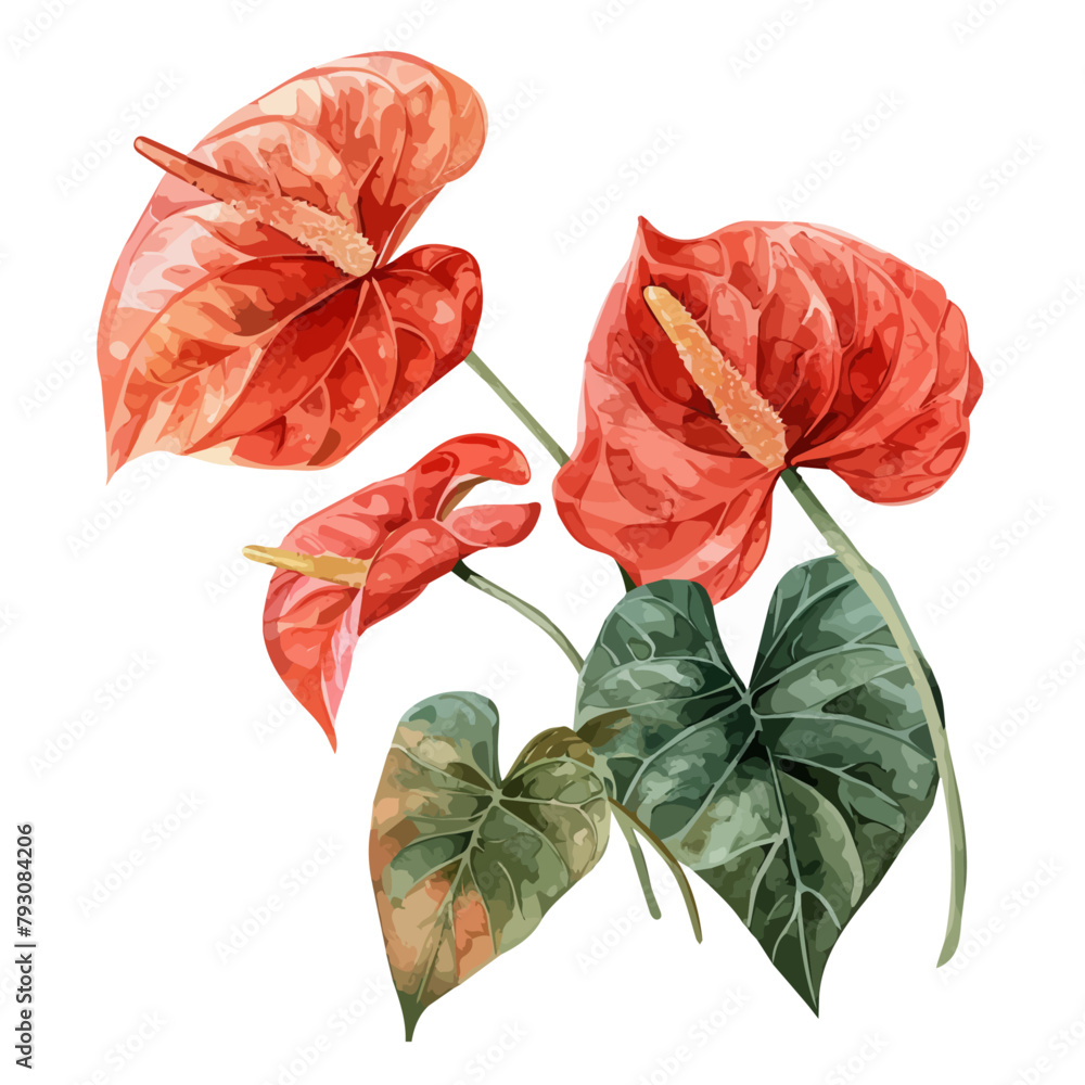 Watercolor drawing vector of a anthurium flower (laceleaf), isolated on ...