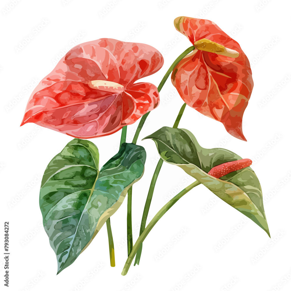 Watercolor Graphic vector of a anthurium, isolated on a white ...