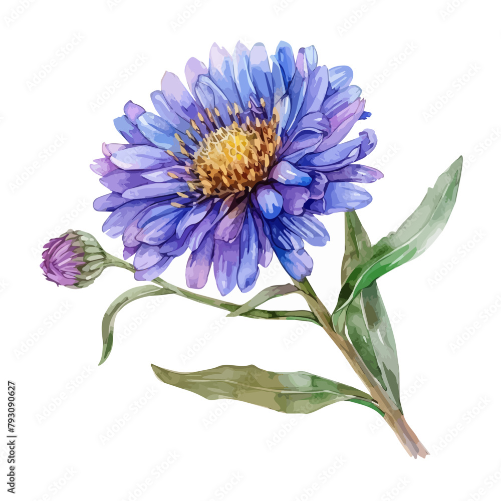 Watercolor drawing vector of aster flower, isolated on a white ...
