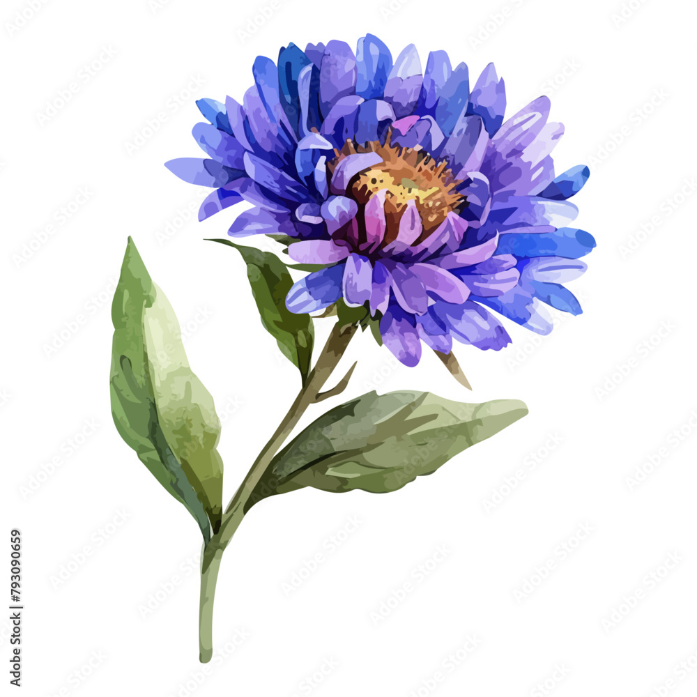Watercolor Illustration painting of a purple aster flower, isolated on ...