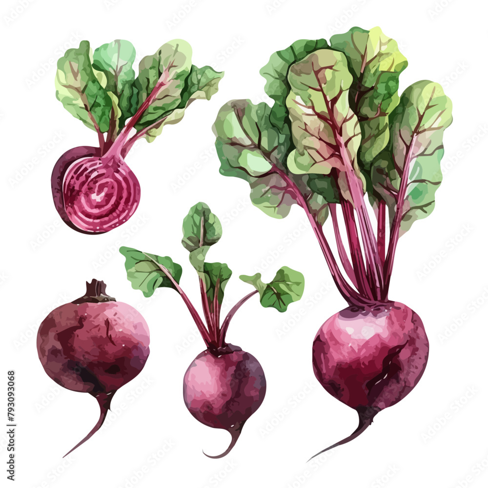 Watercolor vector of beetroot collection , isolated on a white ...