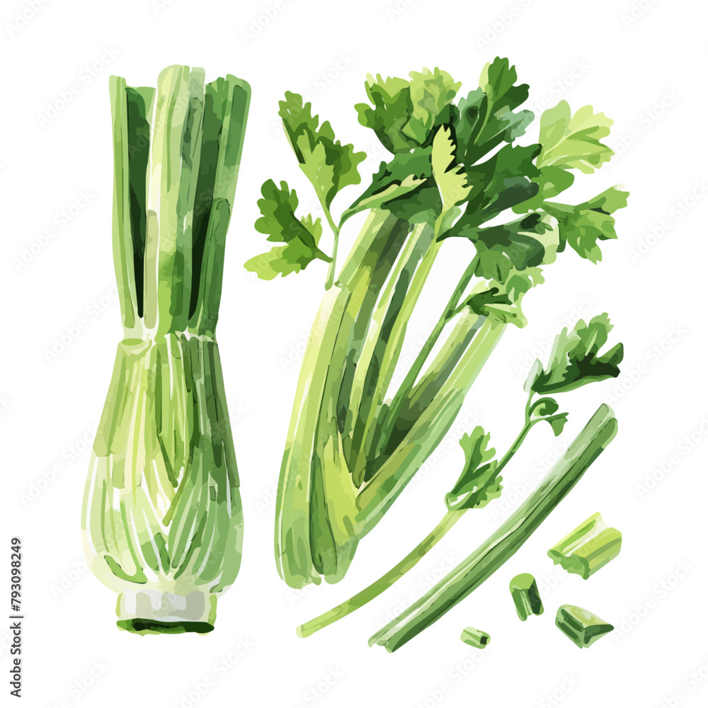 Vecteur Stock Watercolor drawing clipart of a celery, isolated on a ...