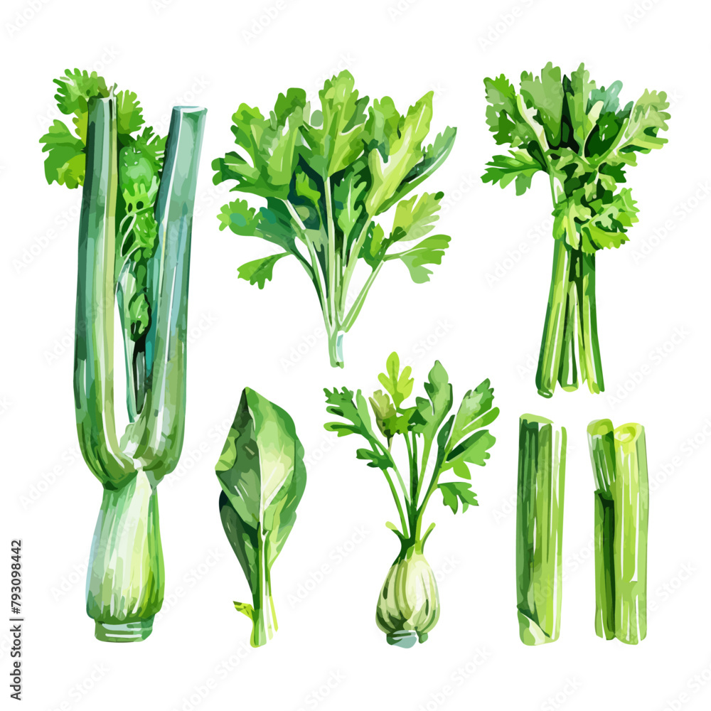 Watercolor painting of set celery (Apium graveolens), isolated on a ...
