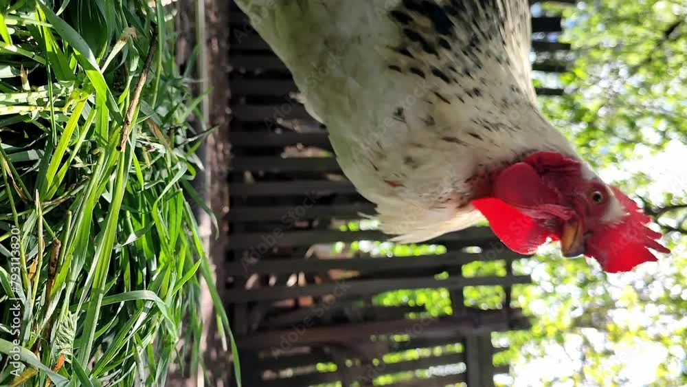 Rooster pecks grass, bird close-up, agriculture. Rooster picks the ...