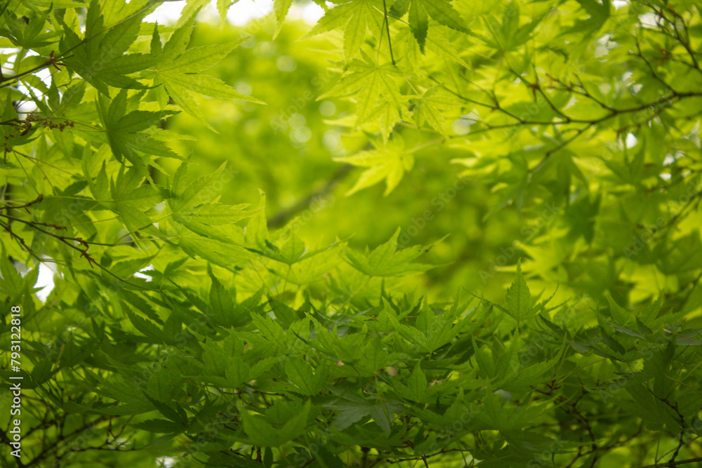 Frame of real branches green leaves textured background. Japanese tree ...