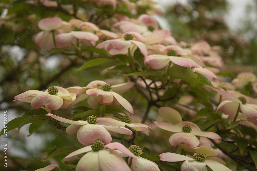 Pink and white Japanese tree flowers blossoming in the park in the ...