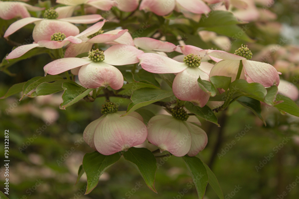 Pink and white Japanese tree flowers blossoming in the park in the ...