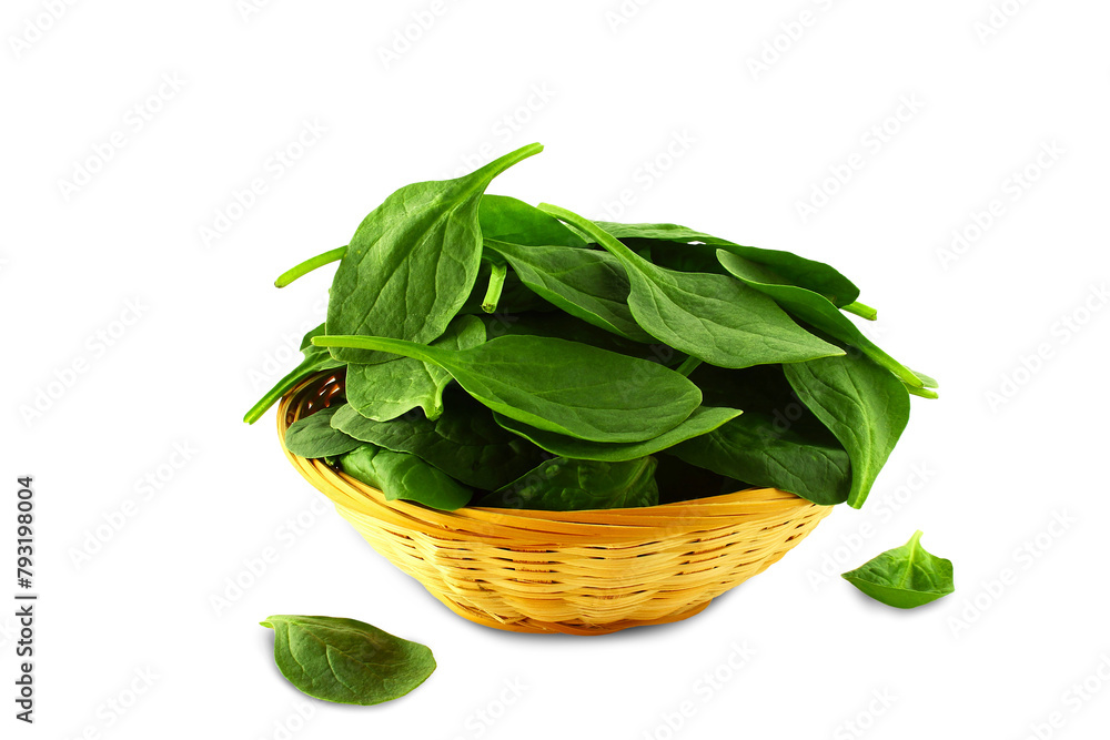 garden fresh green leafy vegetable spinach leaf also known in india as ...