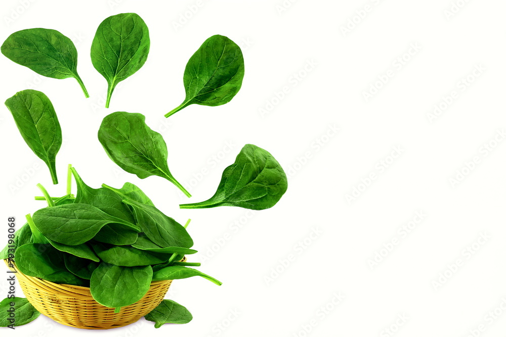 garden fresh green leafy vegetable spinach leaf also known in india as ...
