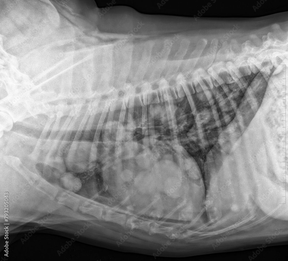 Chest x-ray of a dog with lung metastases (balloon release) Stock Photo ...