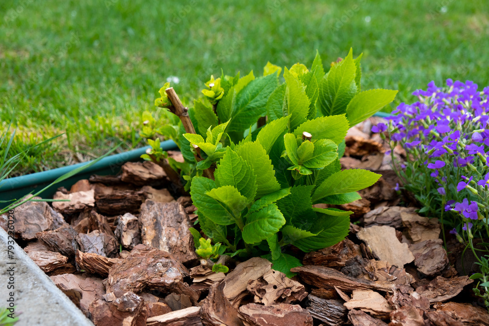 Young hydrangea macrophylla bush decorated with garden bark with green ...