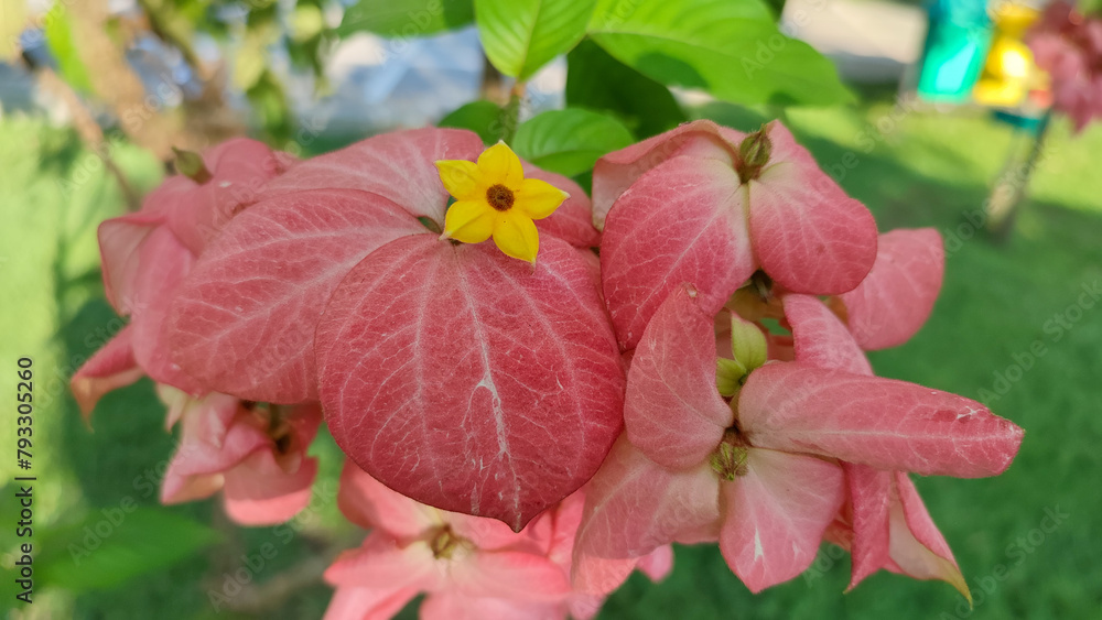 Red Mussaenda Philippica atau Virgin Tree di Garden is a plant species ...