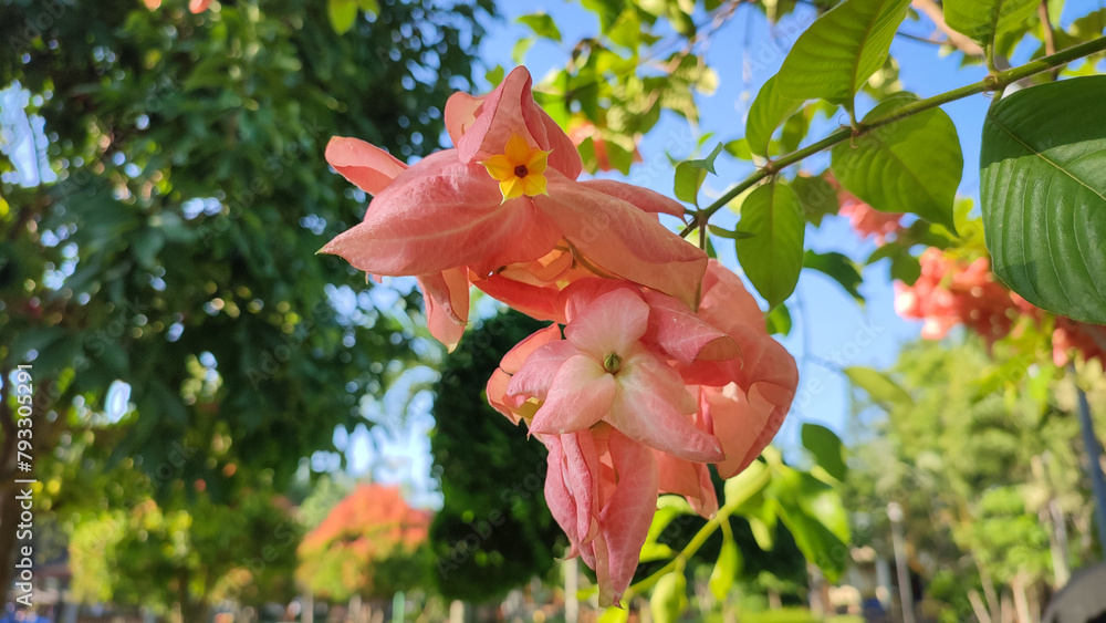 Red Mussaenda Philippica atau Virgin Tree di Garden is a plant species ...