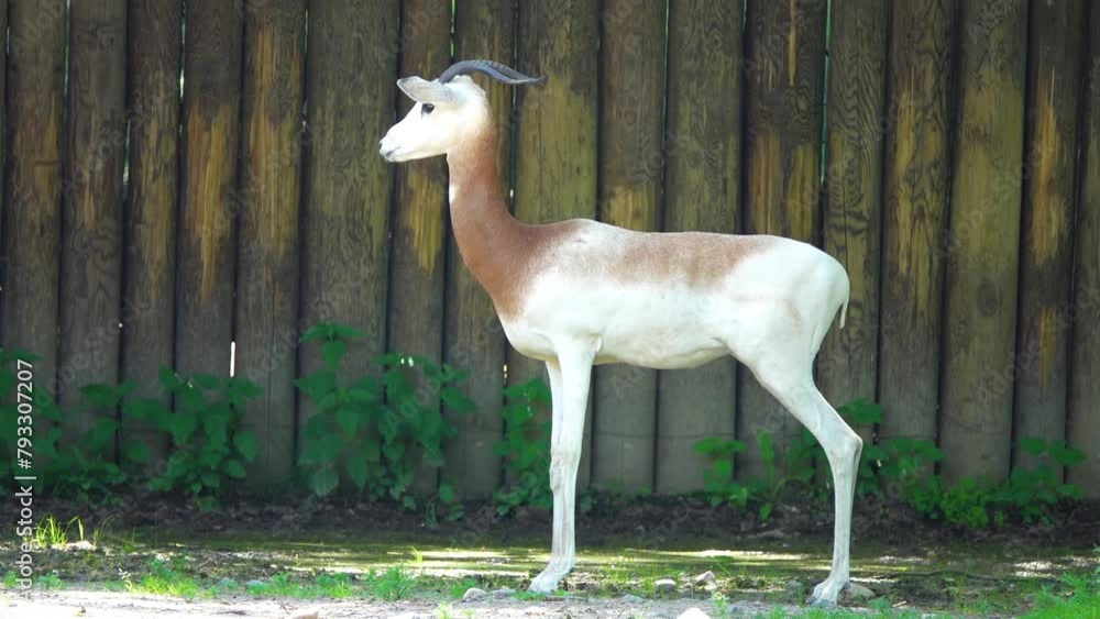 Dama gazelle, addra or mhorr gazelle (Nanger dama ruficollis, formerly ...