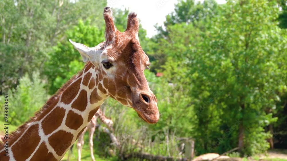 Giraffe head closeup. Reticulated giraffe (Giraffa camelopardalis ...