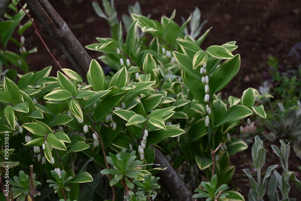 Solomon’s seal flowers. Asparagaceae perennial plants. White pot-shaped ...