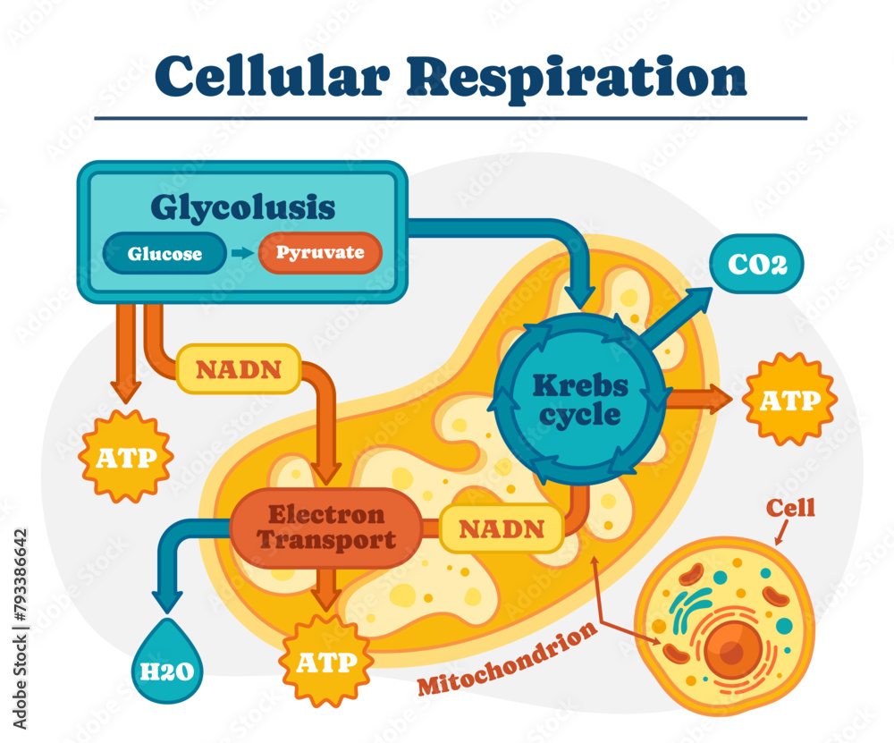 Diagram of cellular respiration. Infographic with metabolic reaction of ...