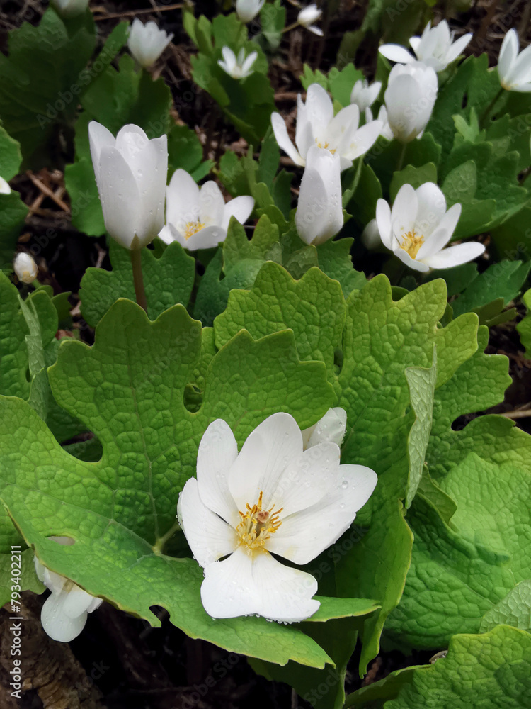 Many flowering spring ephemeral bloodroot perennials Sanguinaria ...