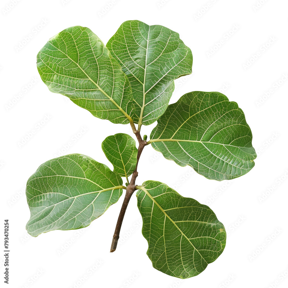 A vibrant close up shot showcases the fresh leaves of the Gular Golar ...