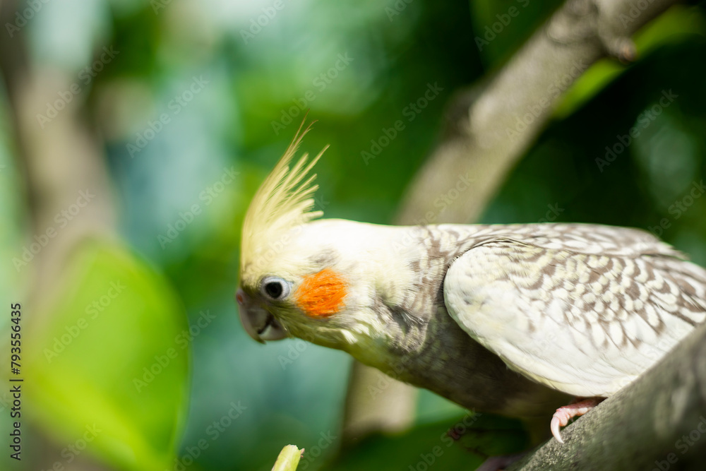 a less vibrant orange cheek patch. the female Cockatiel Nymphicus ...