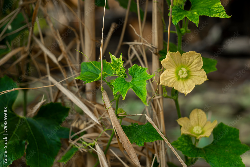 Benincasa hispida,Benincasa hispida are often grown on trellises but ...