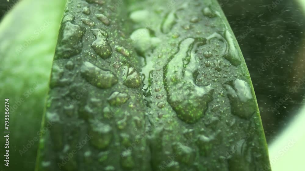 Leaf plant glistens as water sprays smoothly, enhancing its vibrant ...