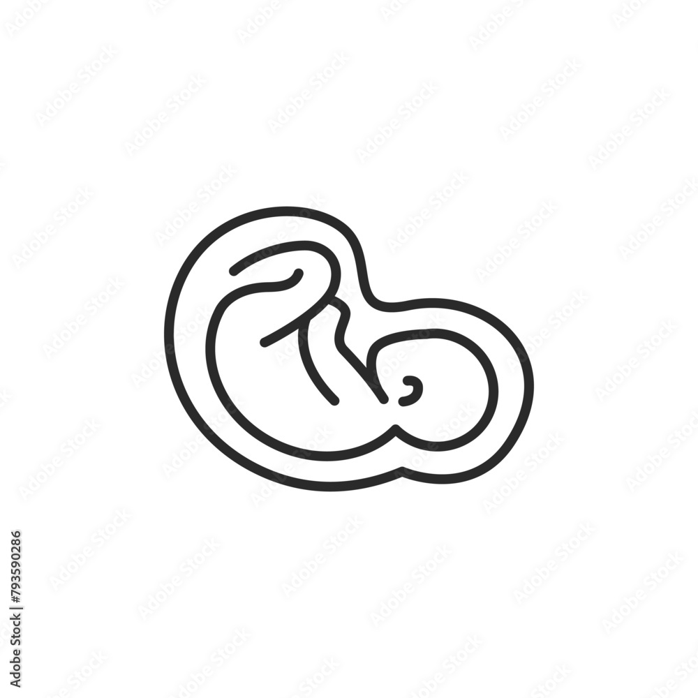 Fetus icon. A minimalist design representing a human fetus in the womb ...