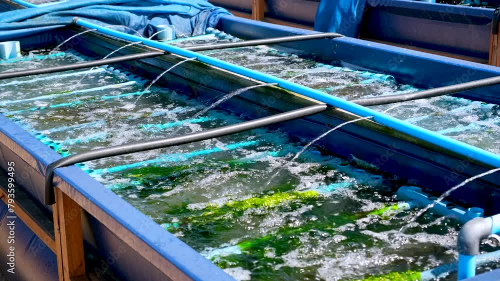 Bubbling aerated tanks with visible green seaweed on abalone farm ...