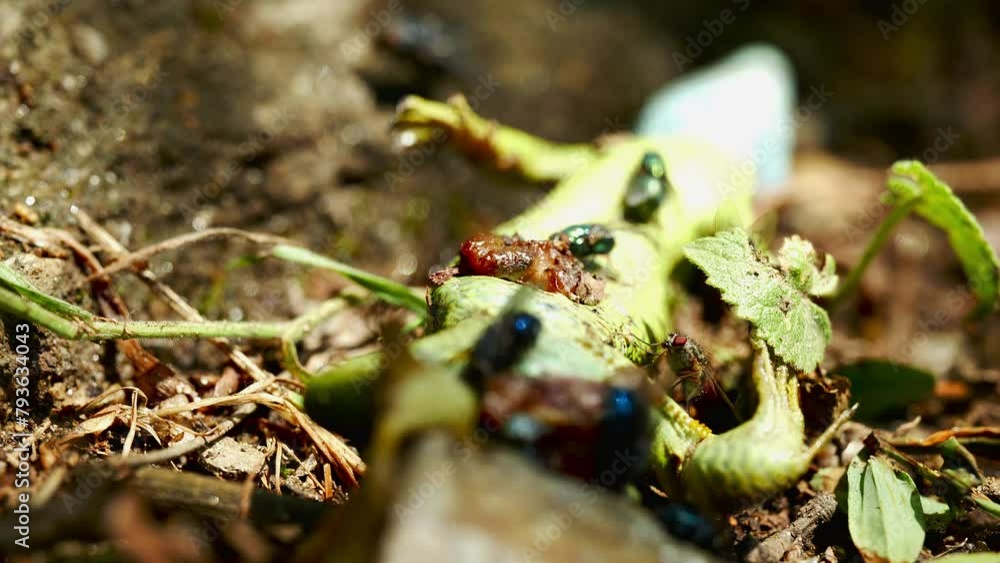 Flies and ants are seen scavenging on a dead lizard, showcasing nature ...