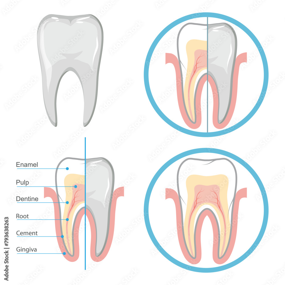 Hand drawn of Human tooth. Medical poster. Study of the human tooth ...