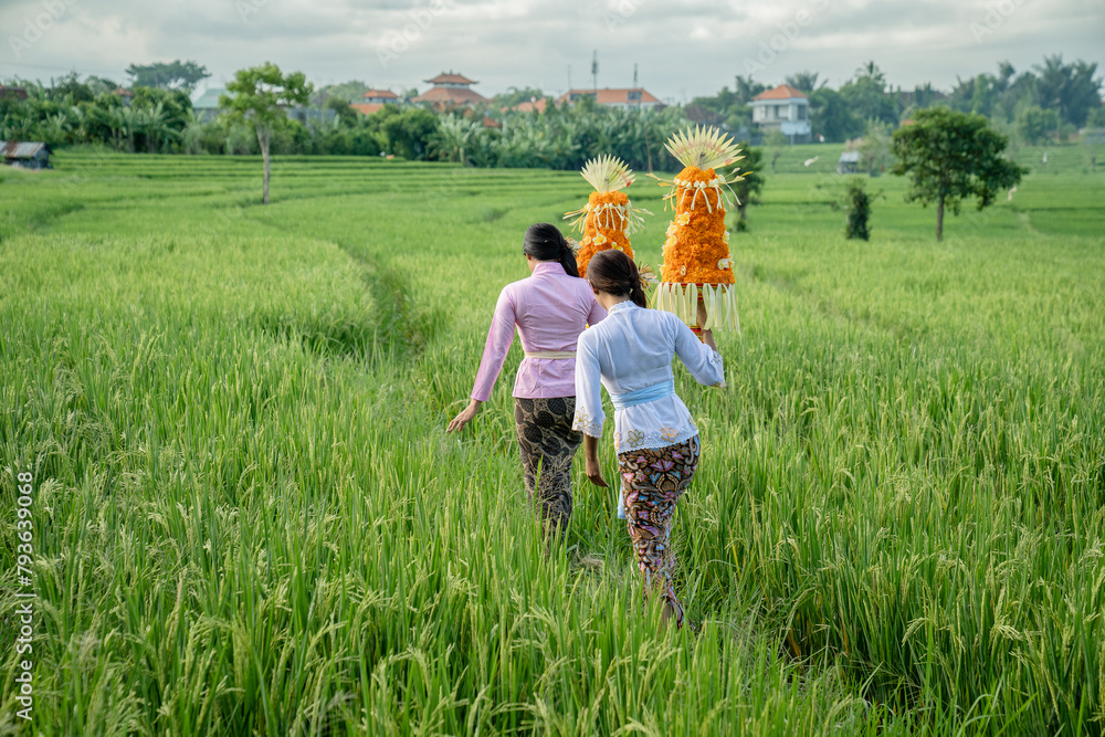 Women walking in the rice fields carrying gebogan. Gebogan is a Hindu ...