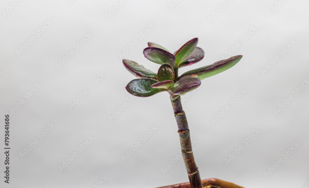 Bonsai style money tree. Crissula ovata Rubra. Home decor. Indoor plant ...