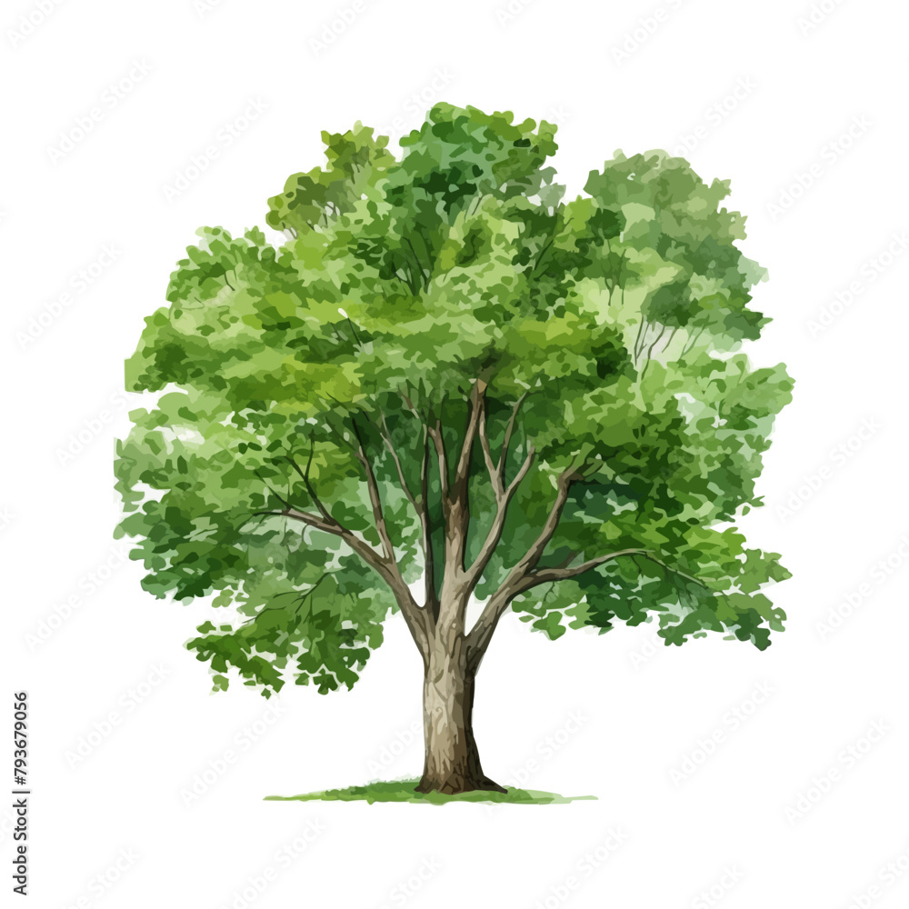 Vector watercolor green tree or forest side view isolated on white ...
