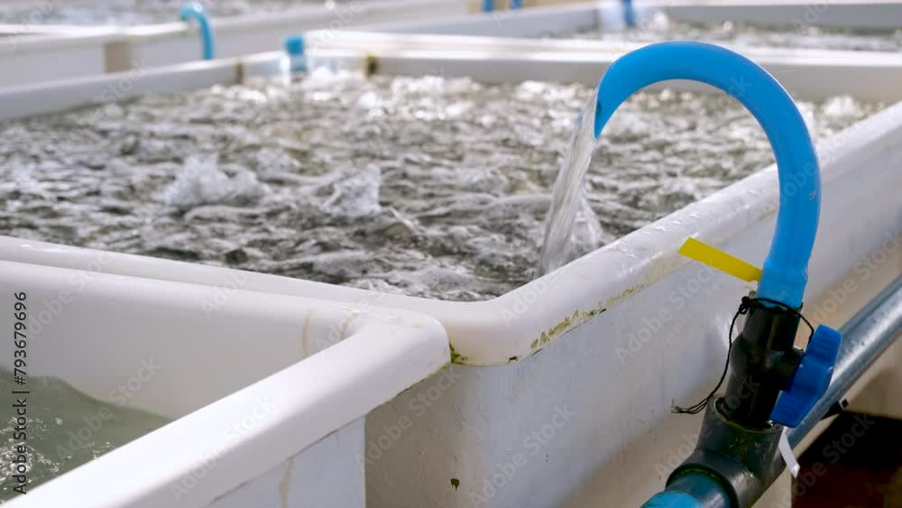 Seawater flowing into bubbling aerated tank on abalone farm ...