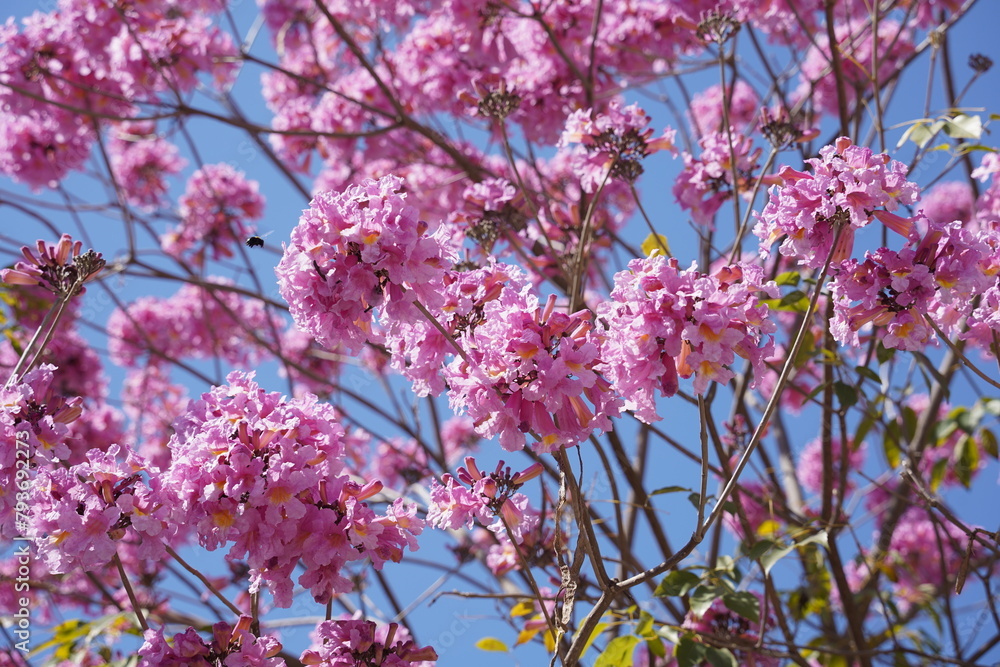 Pink trumpet tree (Handroanthus impetiginosus). Tabebuia rosea is a ...