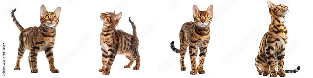 Cat PNG set - standing photo of happy Toyger isolated transparent ...