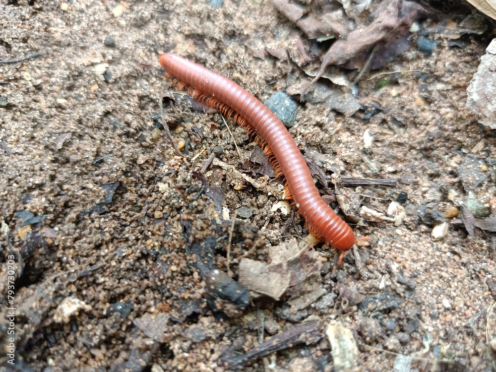 Millipedes are a group of arthropods that are characterised by having ...