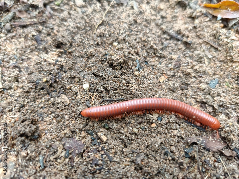 Millipedes are a group of arthropods that are characterised by having ...