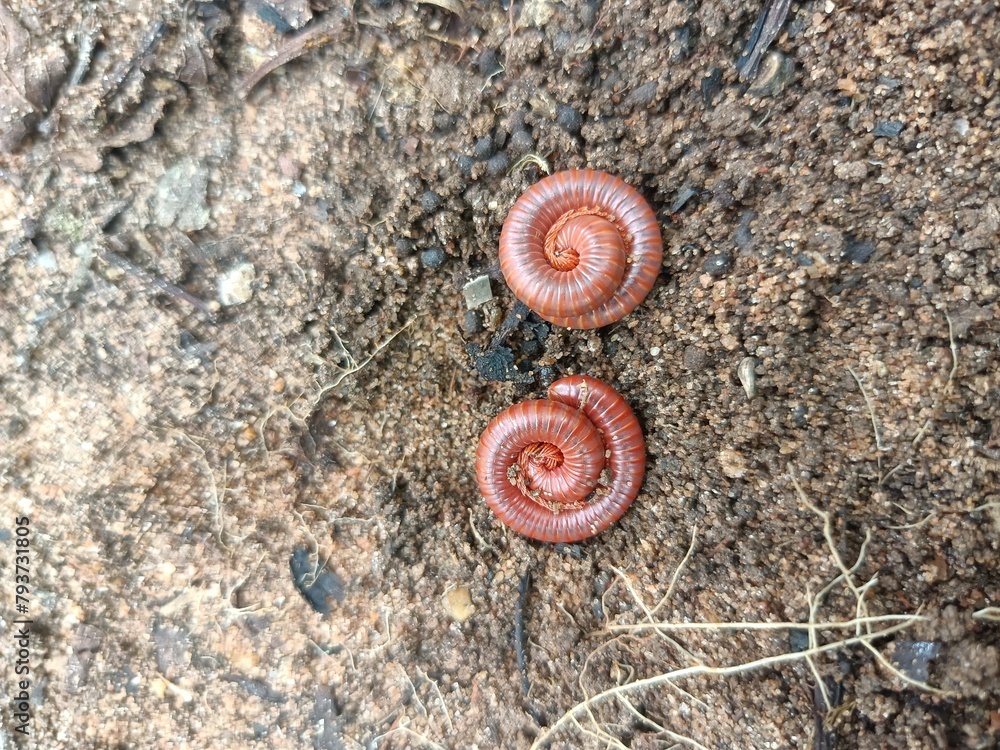 Millipedes are a group of arthropods that are characterised by having ...