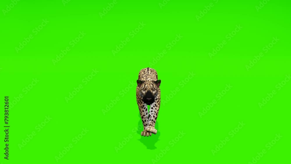 Looping footage: Energetic jaguar in motion, sprinting against a ...