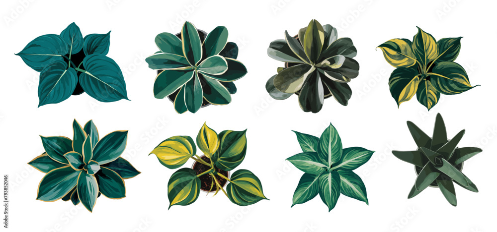 Set of different house plants top view. Cactus, green leaves, palms ...